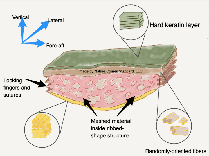 Shell Geometry and Materials Resist Cracking — Biological Strategy ...