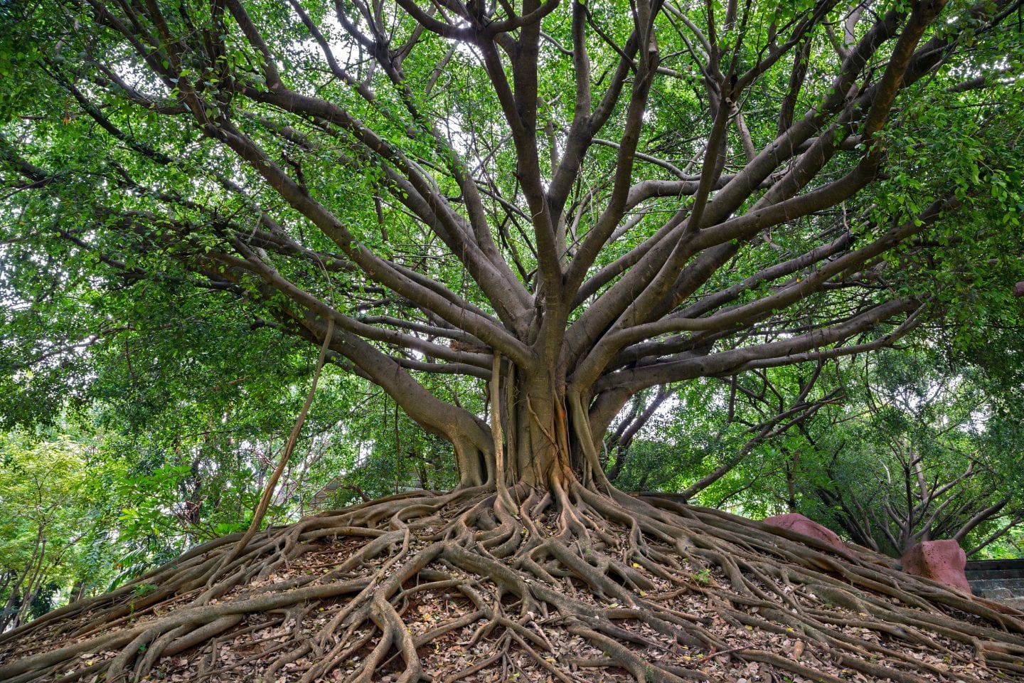 Biomimicry Taxonomy — Resource — AskNature