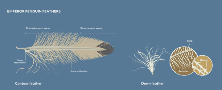 Different Feather Styles Trap Air to Provide Warmth — Biological ...
