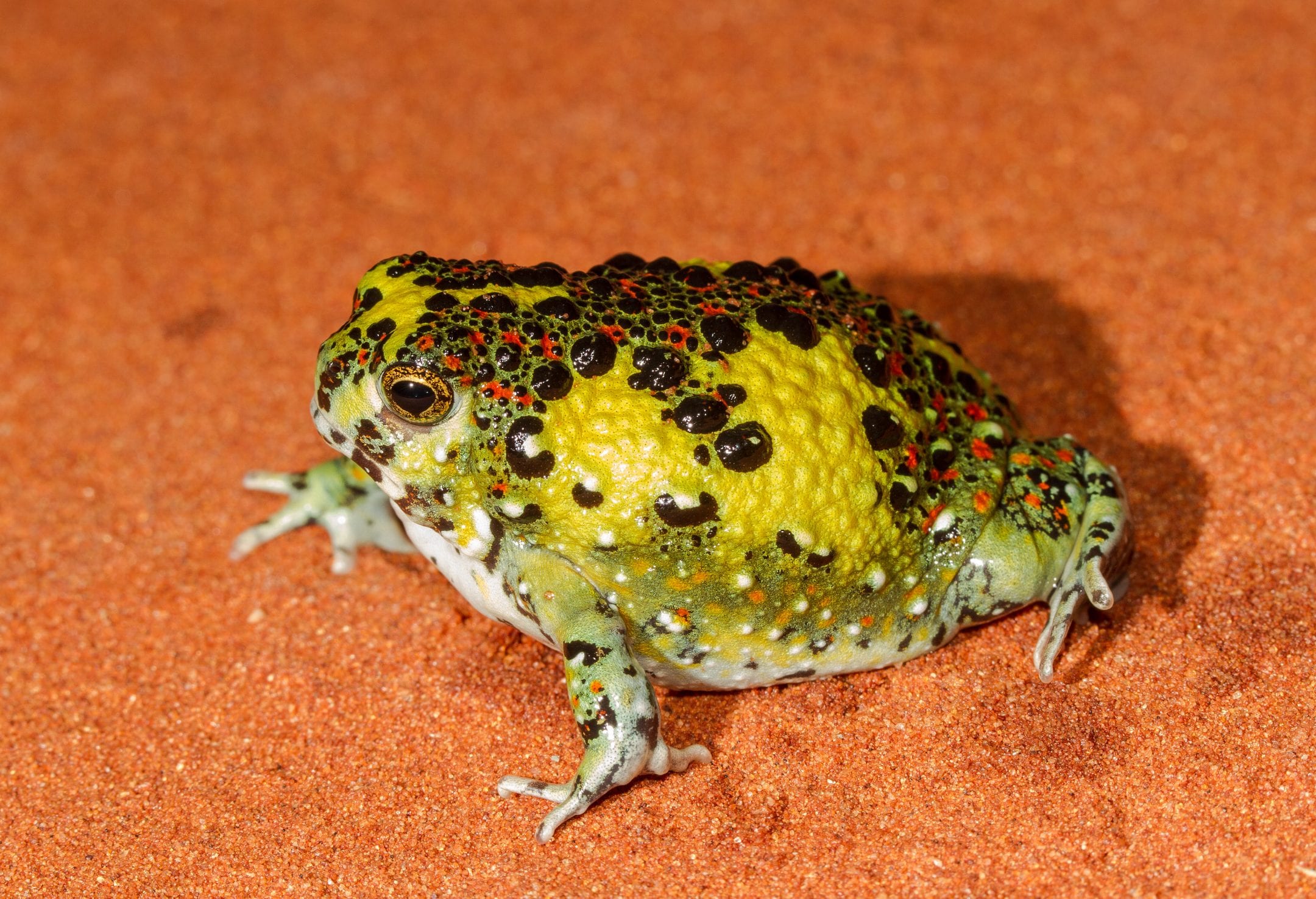El pegamento protege de las picaduras de insectos — Estrategia ...