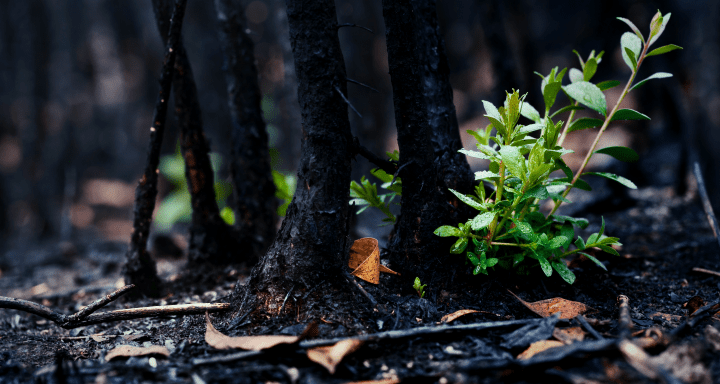Ecosystems Recover From Disturbance — Biological Strategy — AskNature