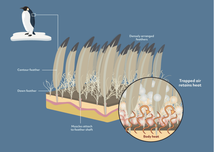 Different Feather Styles Trap Air to Provide Warmth — Biological ...