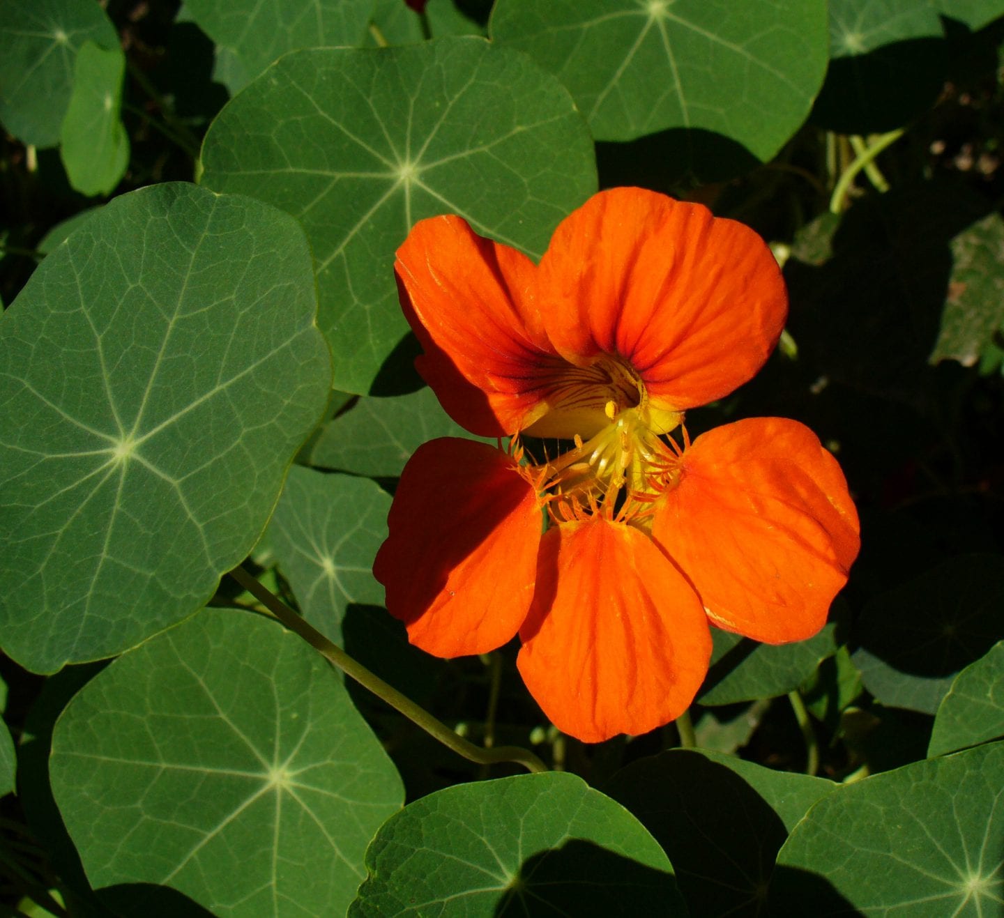 Leaf Ridges Reduce Contact Time With Water Drops — Biological Strategy ...