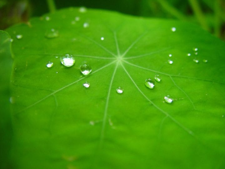 Leaf Ridges Reduce Contact Time With Water Drops — Biological Strategy ...