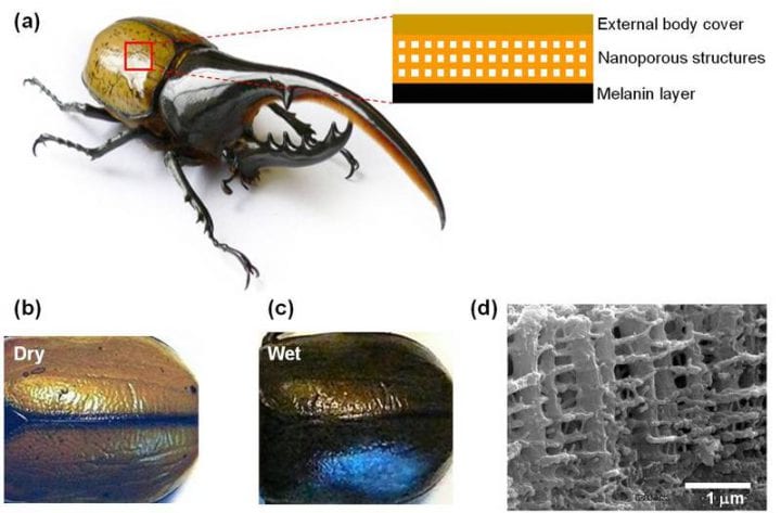 Humidity Changes Exoskeleton Color — Biological Strategy — AskNature