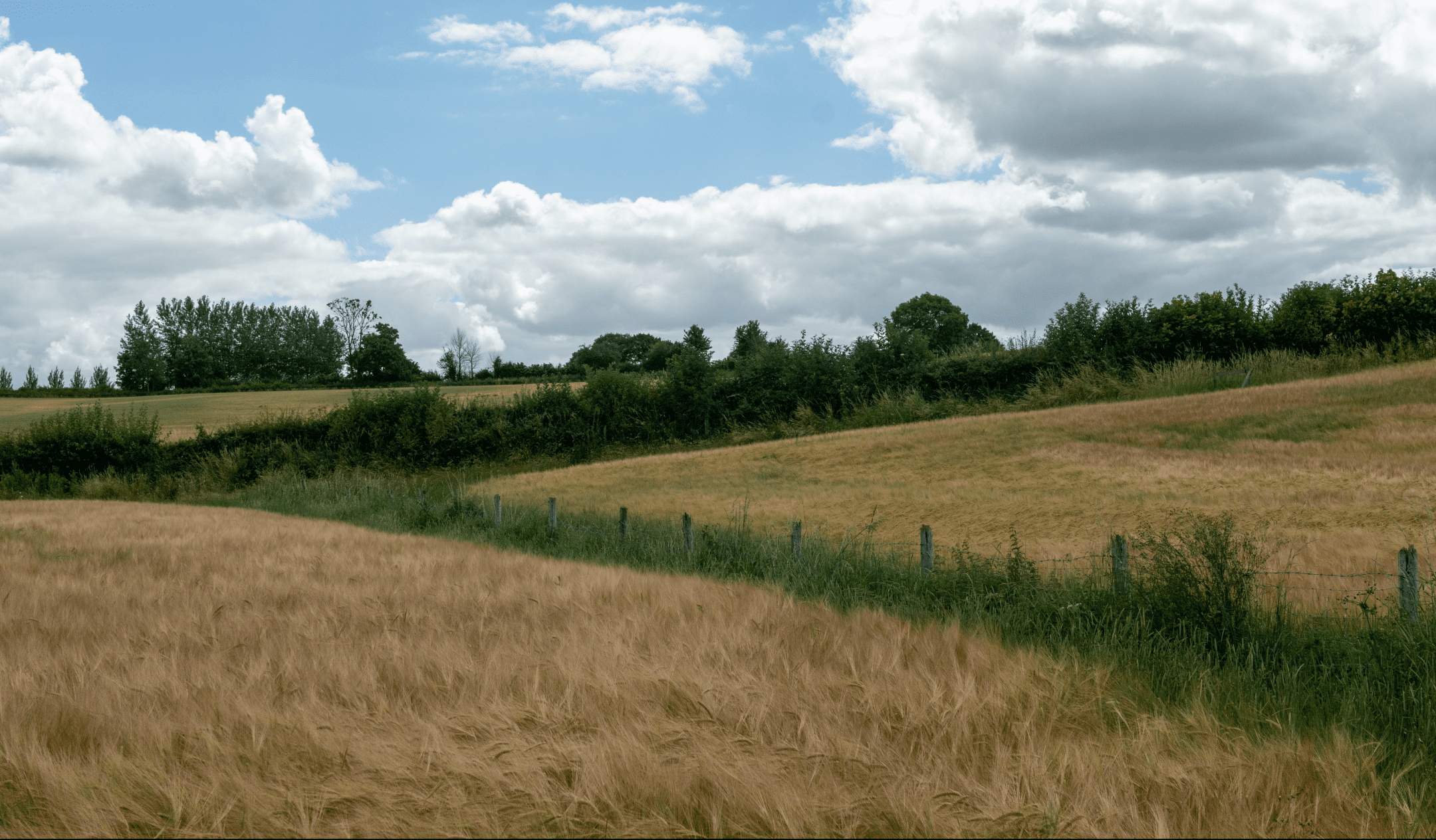 Resident Insects Protect Nearby Fields — Biological Strategy — AskNature