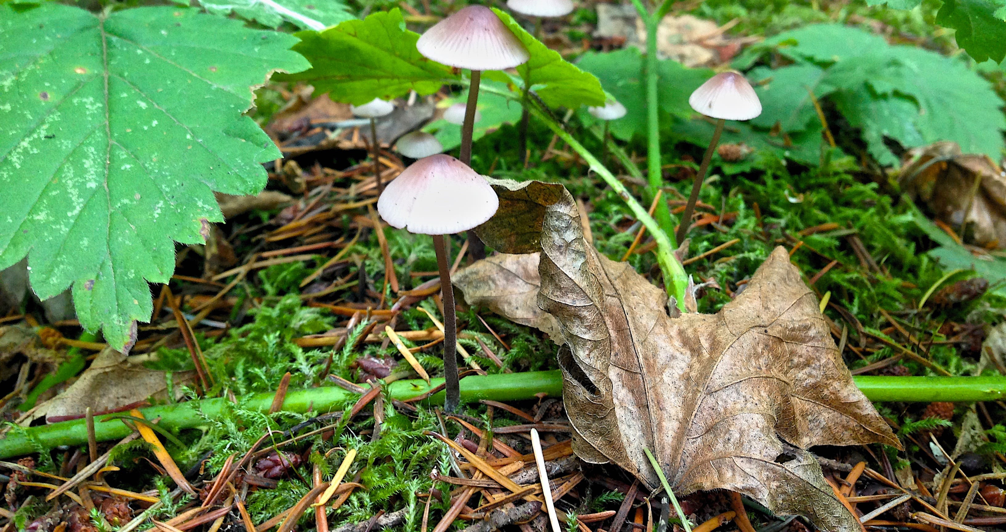 Small Mushrooms on Log — AskNature