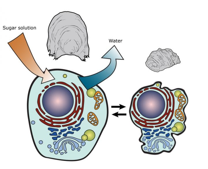 Cryptobiosis Protects From Extremes — Biological Strategy — AskNature