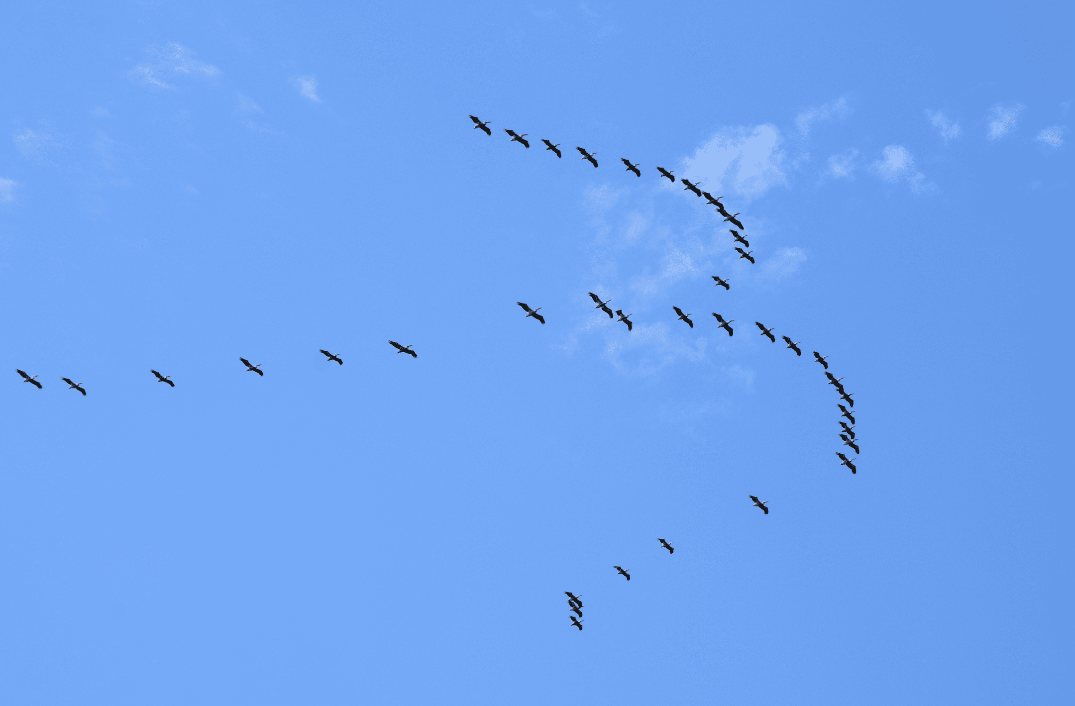 V-formation Saves Energy — Biological Strategy — AskNature