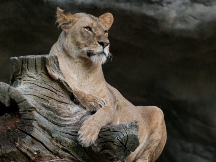 Claws Protract to Grip Prey — Biological Strategy — AskNature