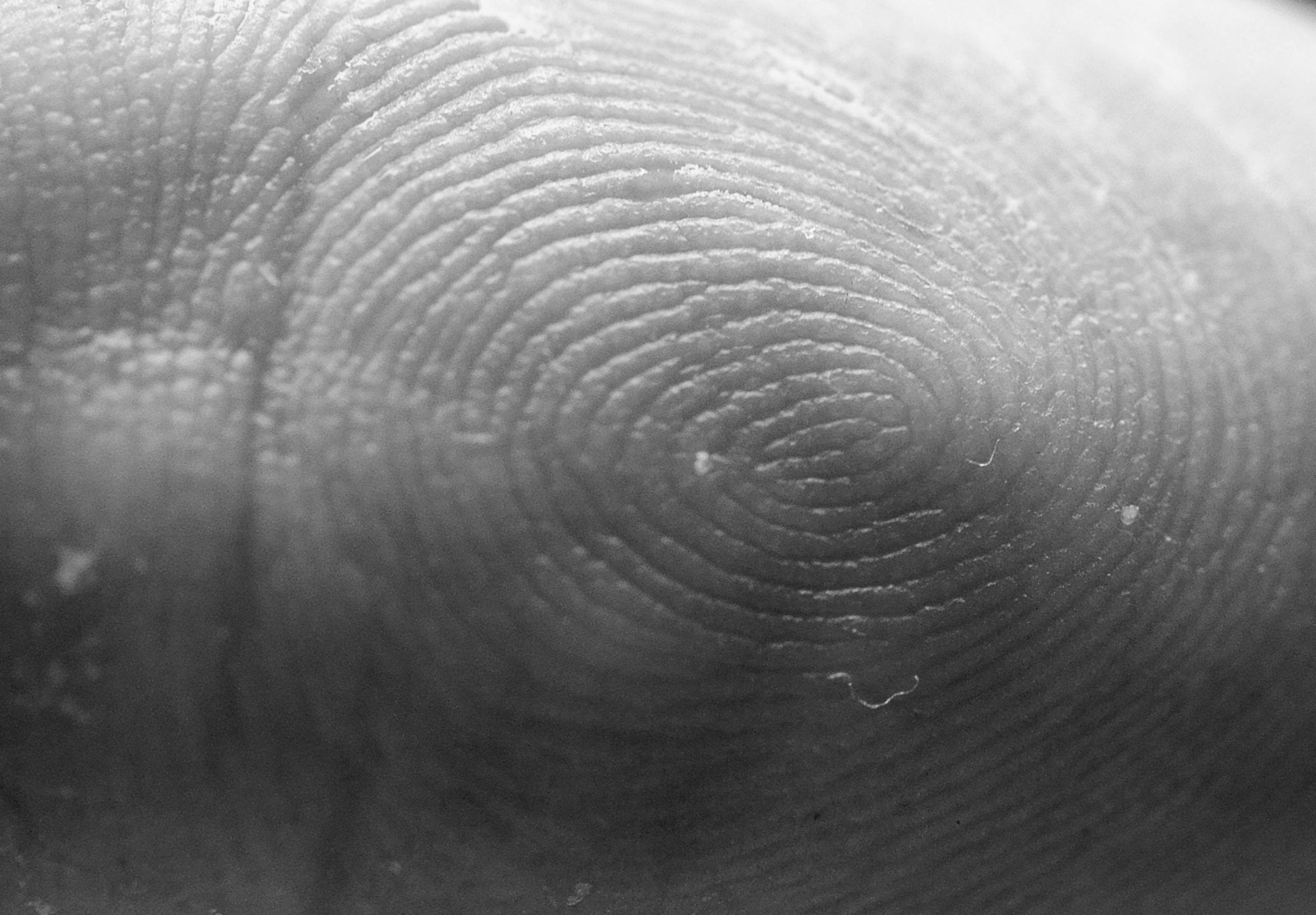 Fingertips Increase Sensitivity to Touch — Biological Strategy — AskNature