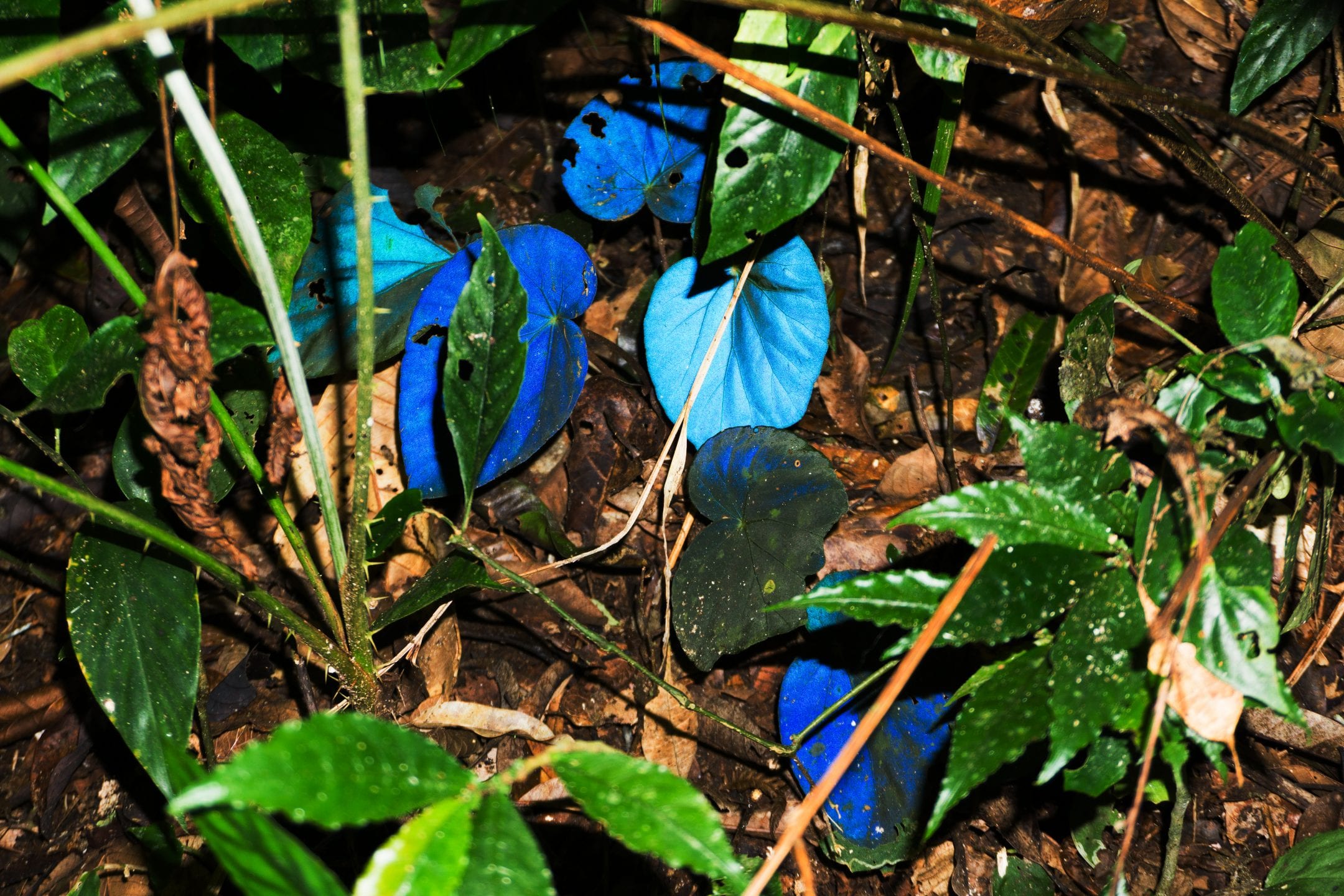 Iridescent Thin Layer Provides Photoprotection — Biological Strategy ...