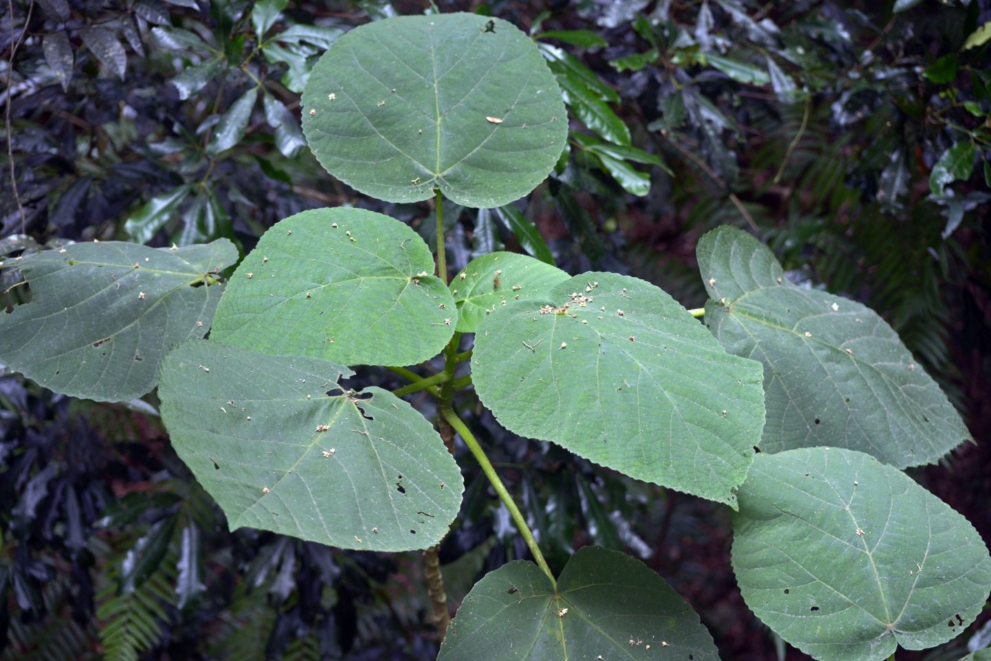 Les feuilles protègent des herbivores — Stratégie biologique — AskNature