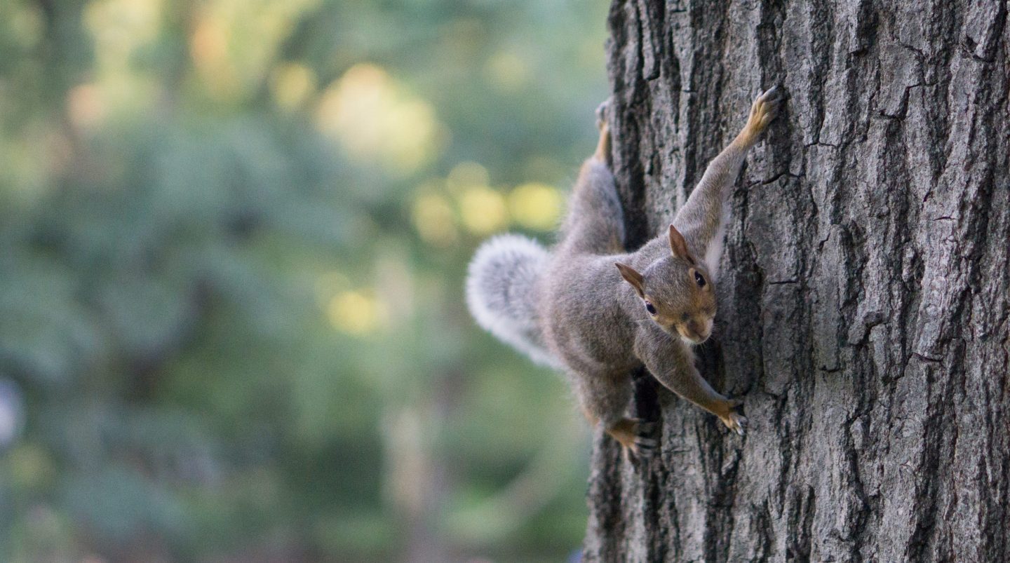Sharp Claws Increase Vertical Agility — Biological Strategy — AskNature