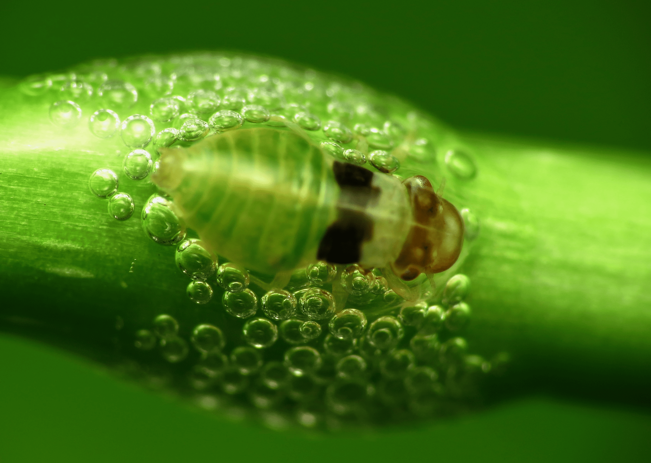 Bubbles Protect Against Predators — Biological Strategy — AskNature