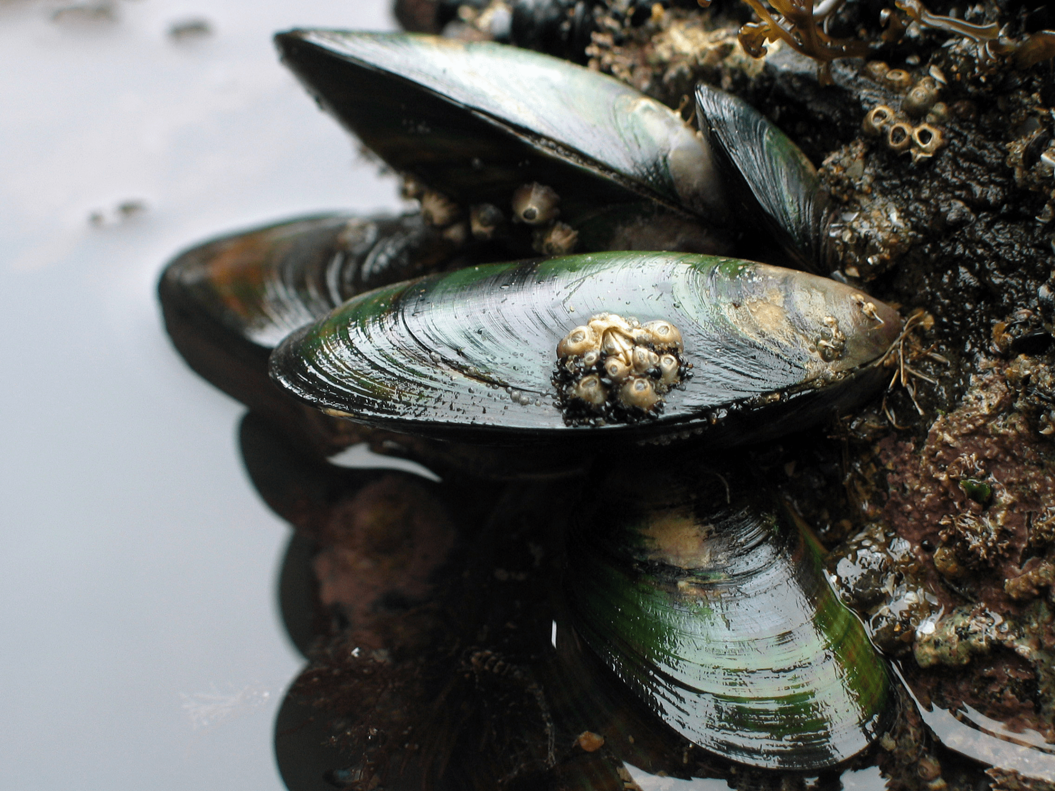 Extraction Method Inspired by Mussels — Innovation — AskNature