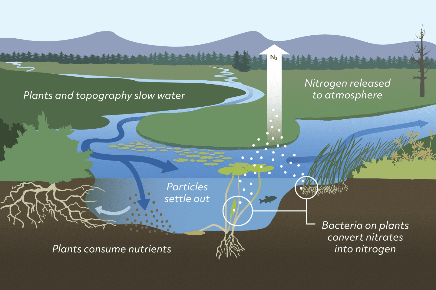 Interacting Organisms Filter Water — Biological Strategy — AskNature