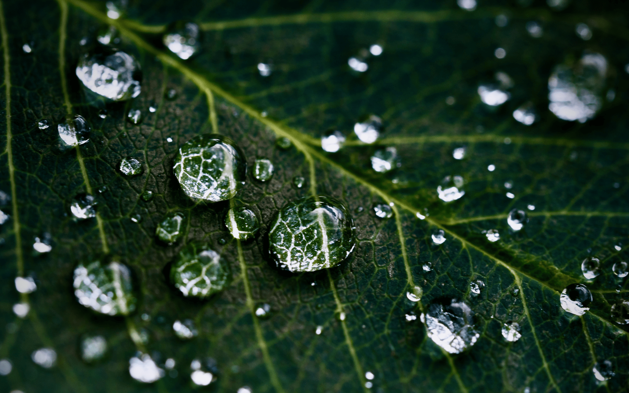 Leaf Ridges Reduce Contact Time With Water Drops — Biological Strategy ...