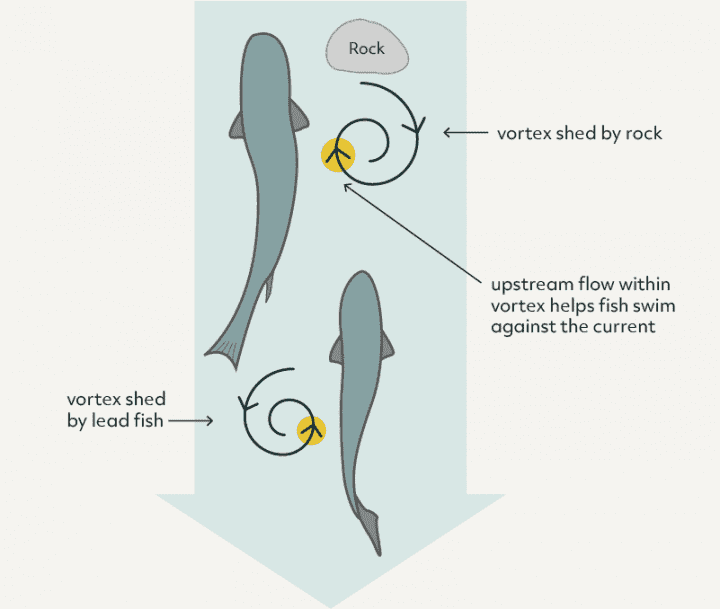 Body Uses Vortices to Save Energy — Biological Strategy — AskNature