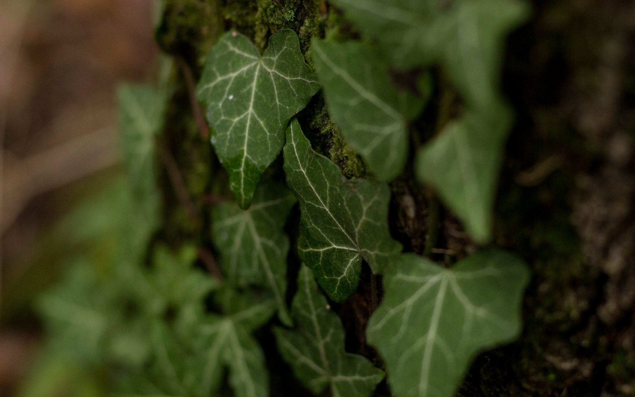 Roots Attach Firmly — Biological Strategy — AskNature