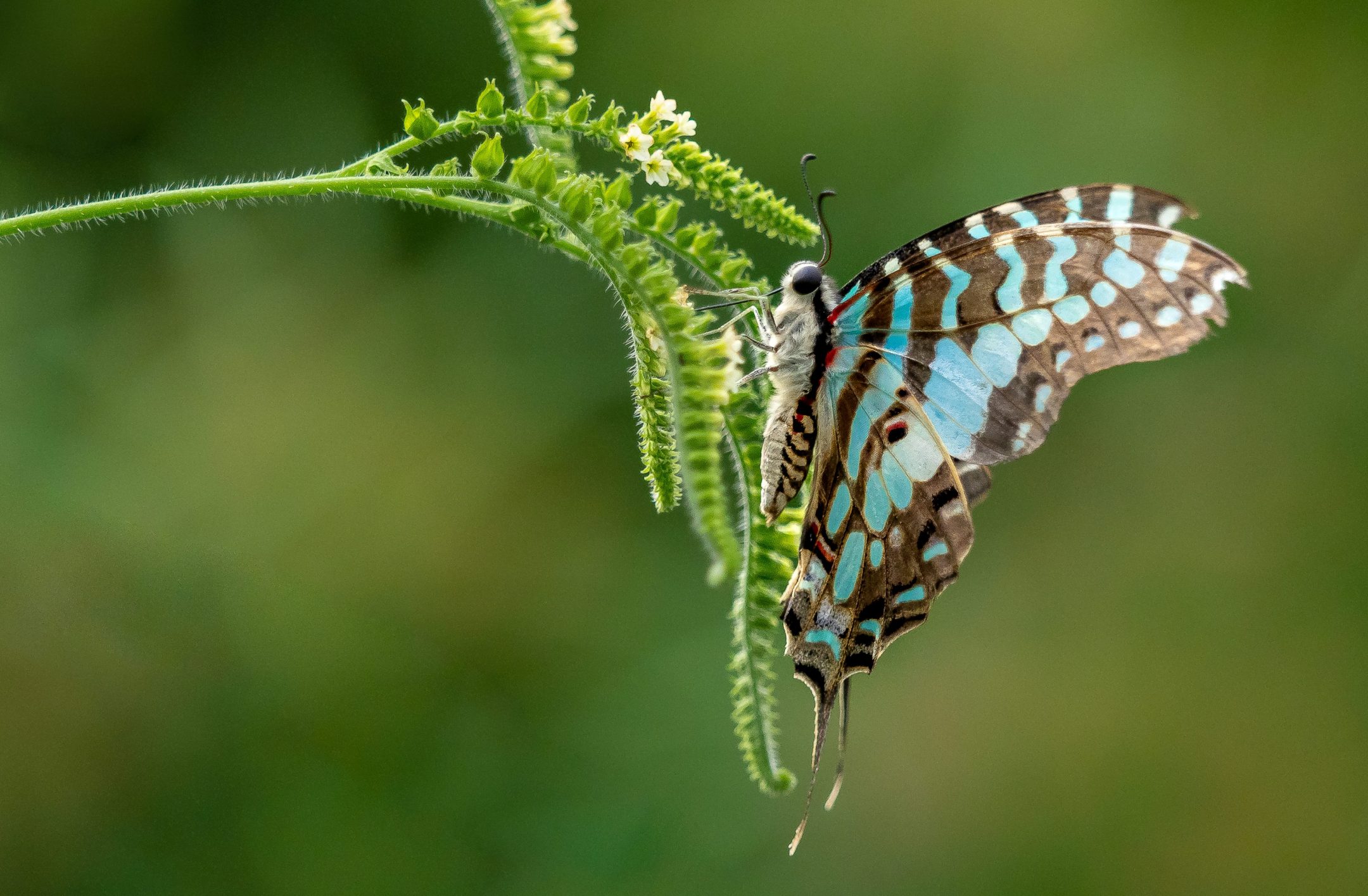 Las escamas mejoran el color de las alas: estrategia biológica - AskNature