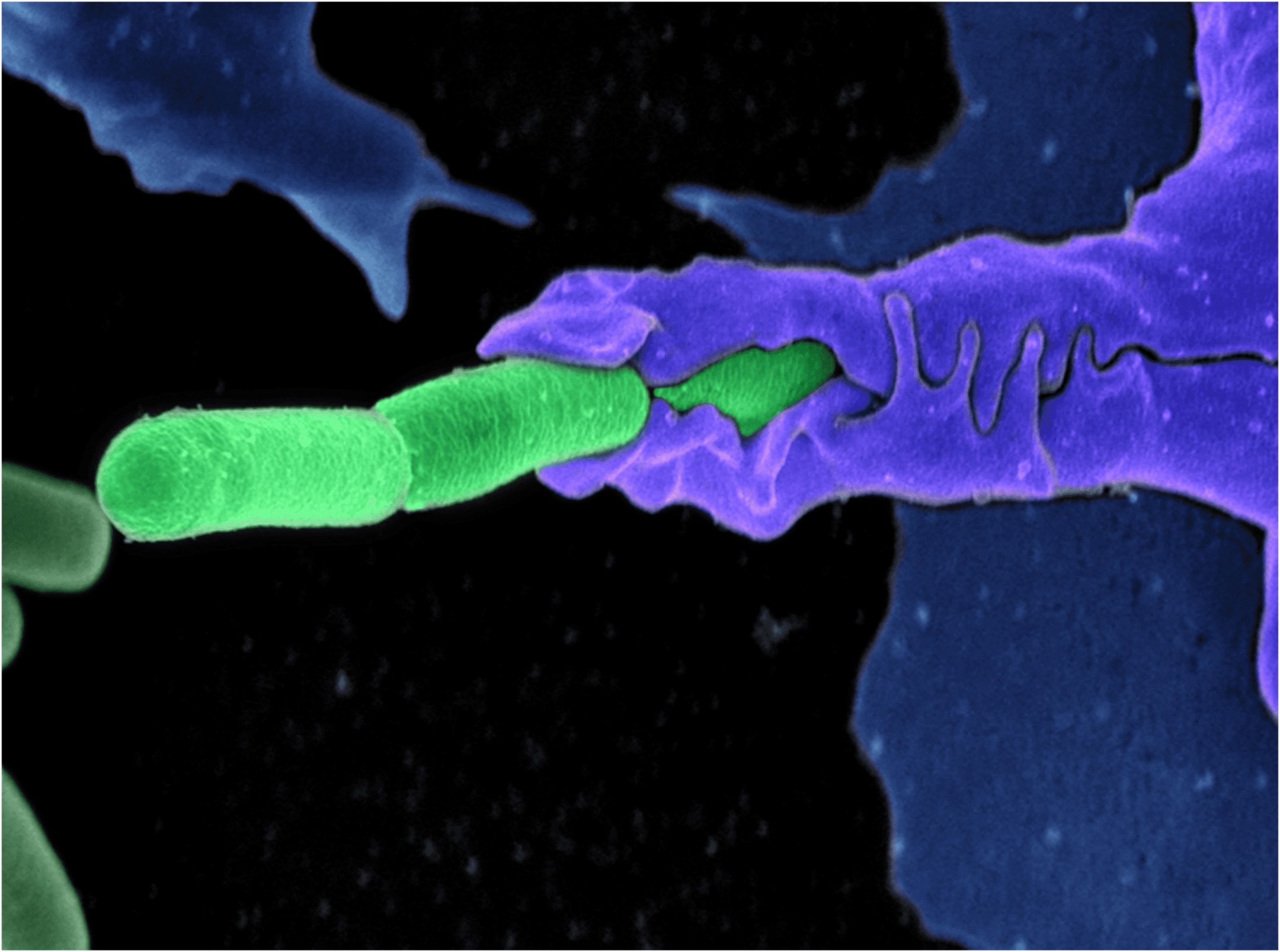 Cells Engulf Whole Solid Particles — Biological Strategy — AskNature