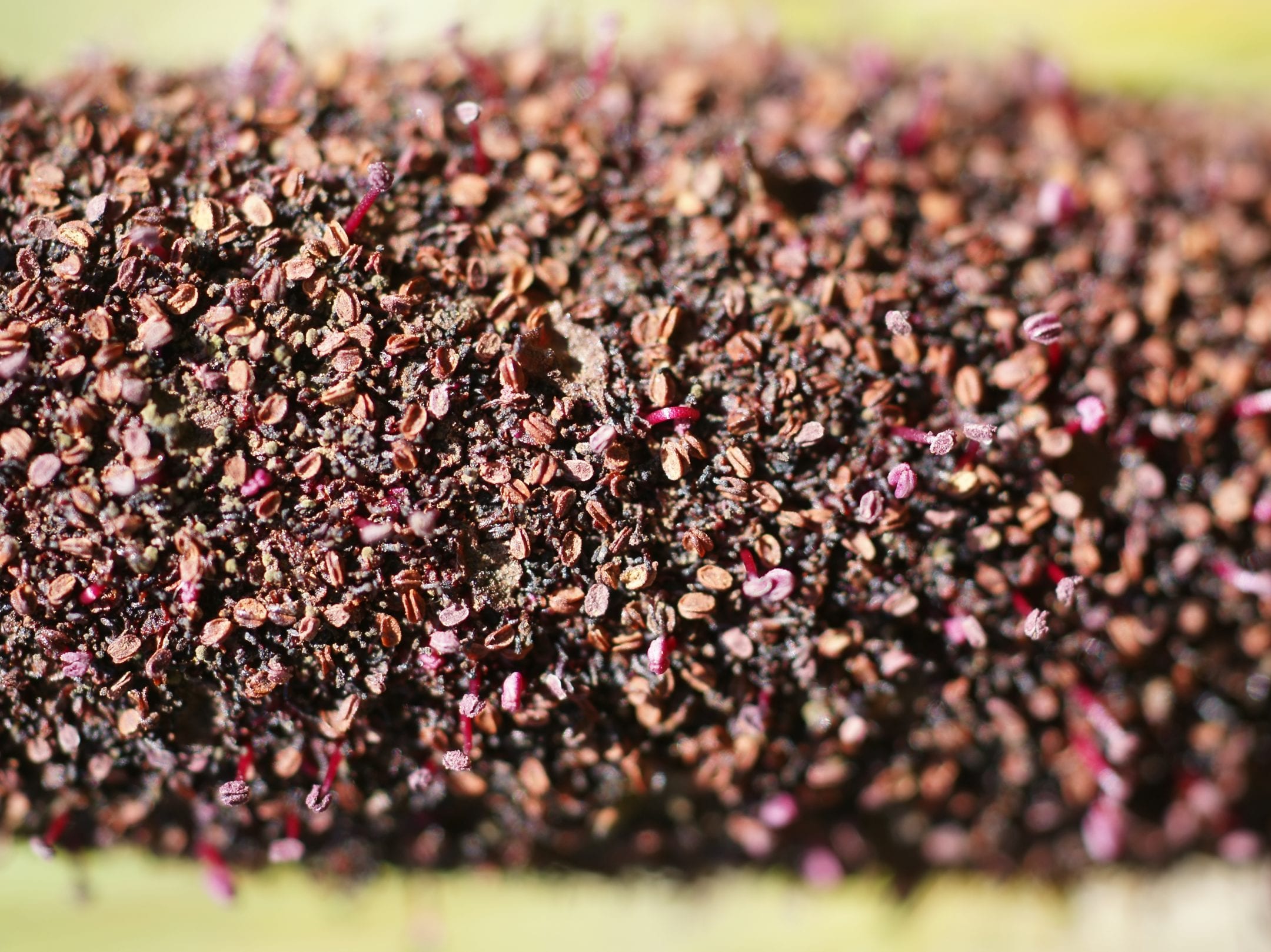 Suckers Attach to Roots to Absorb Nutrients — Biological Strategy ...