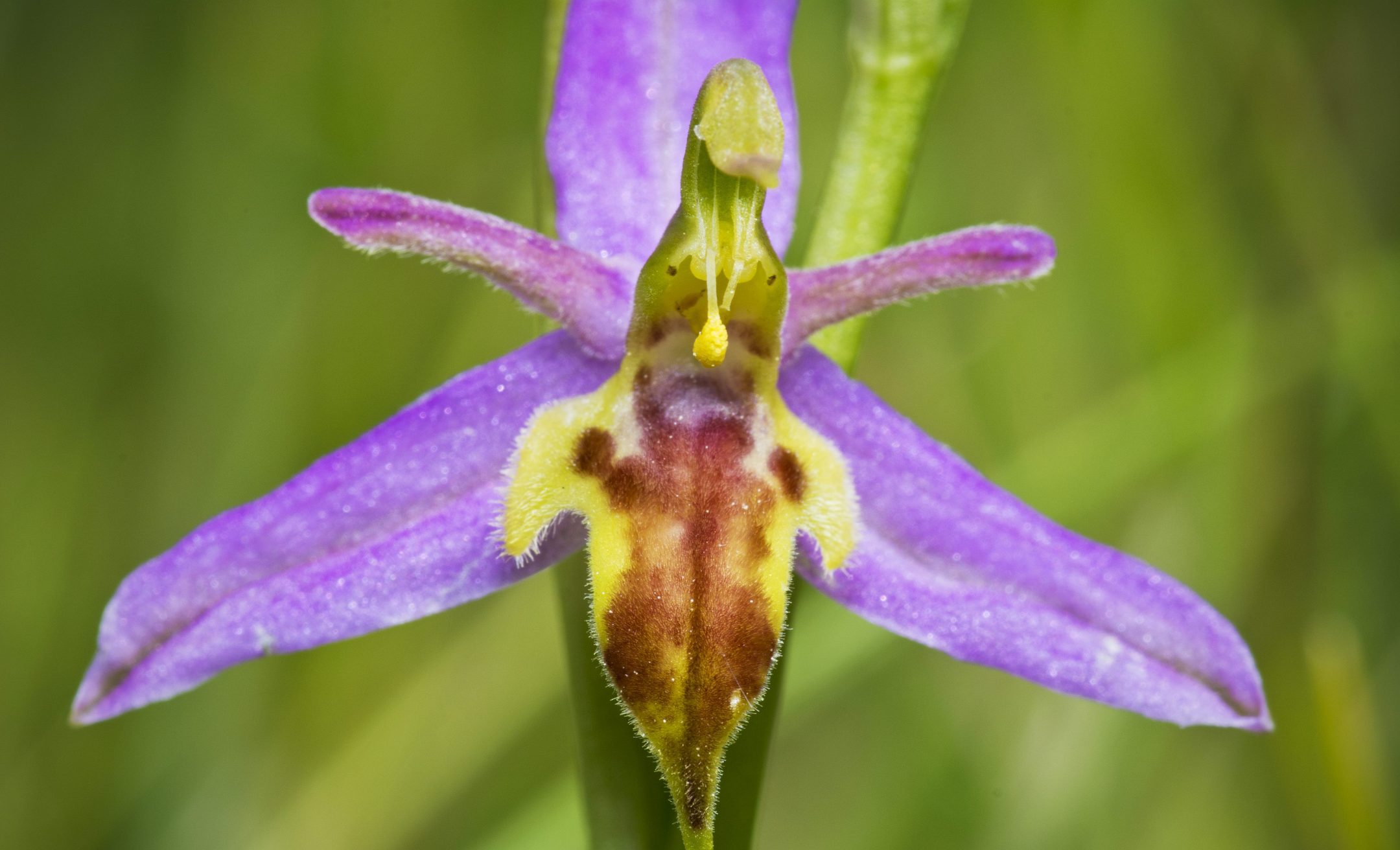 Flowers Increase Pollen Transfer — Biological Strategy — AskNature