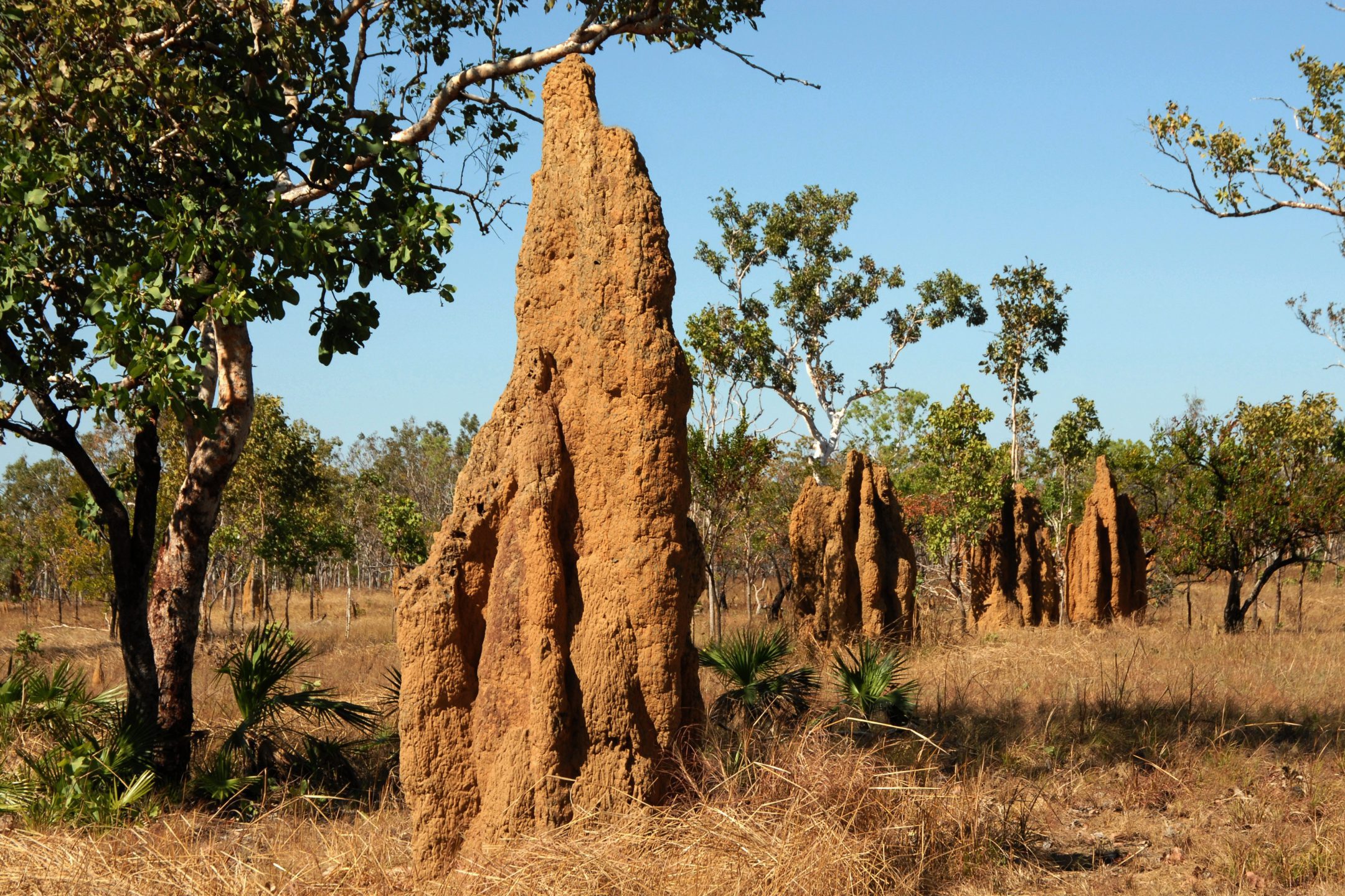 Mounds Increase Diversity — Biological Strategy — AskNature