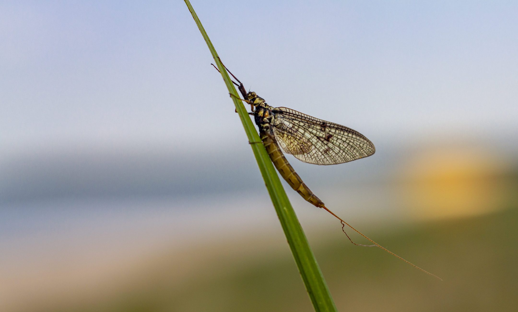 Timed Mating Optimizes Reproduction — Biological Strategy — AskNature