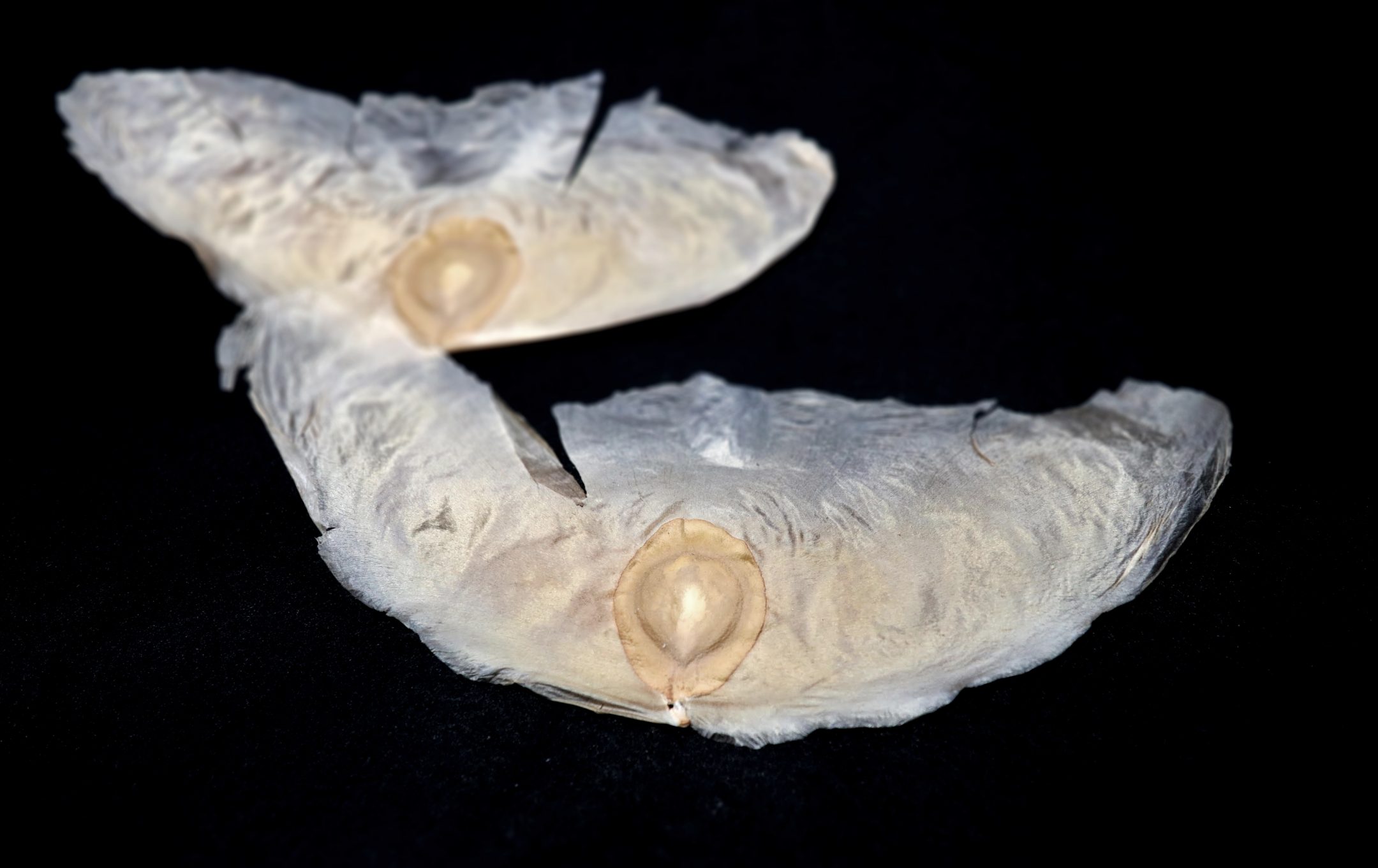 Wide Wings Give Seeds a Soaring Advantage — Biological Strategy — AskNature