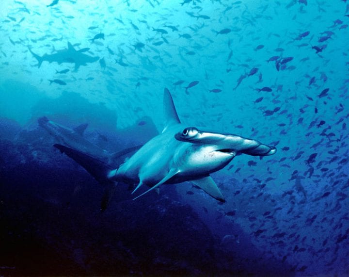 Shark Eyes Maximize Stereoscopic Vision — Biological Strategy — AskNature