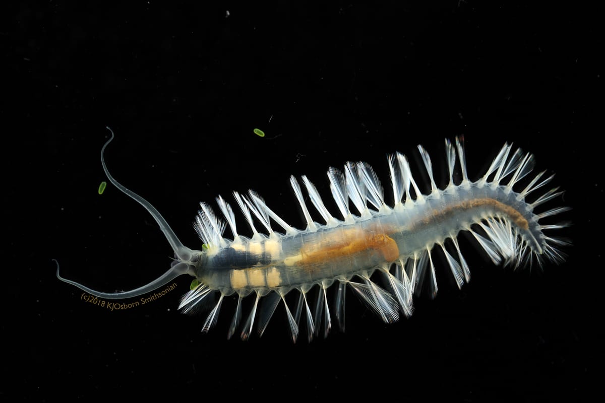 “Bombs” Distract Predators — Biological Strategy — AskNature