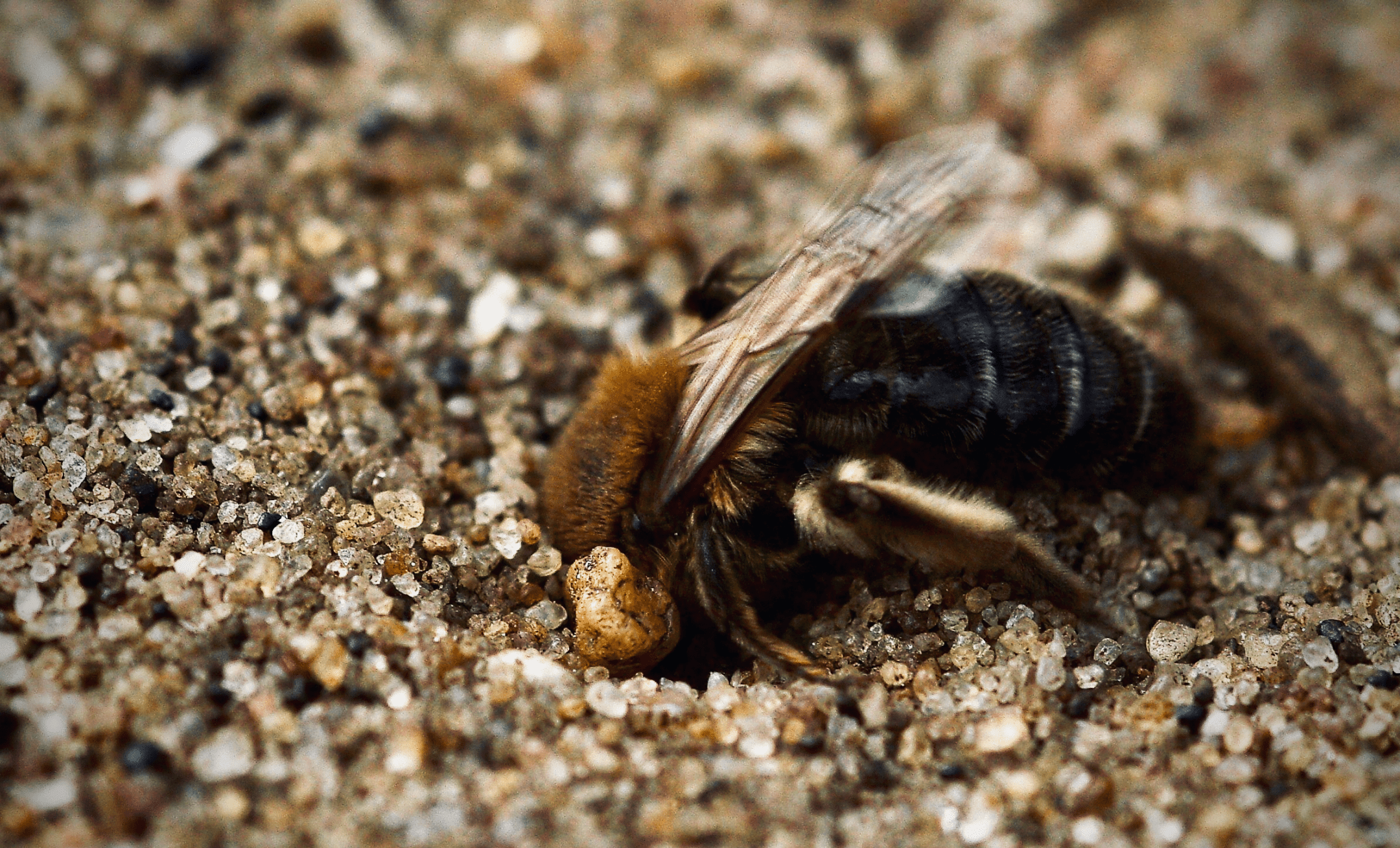 Tibial Spurs Dig Nests — Biological Strategy — AskNature