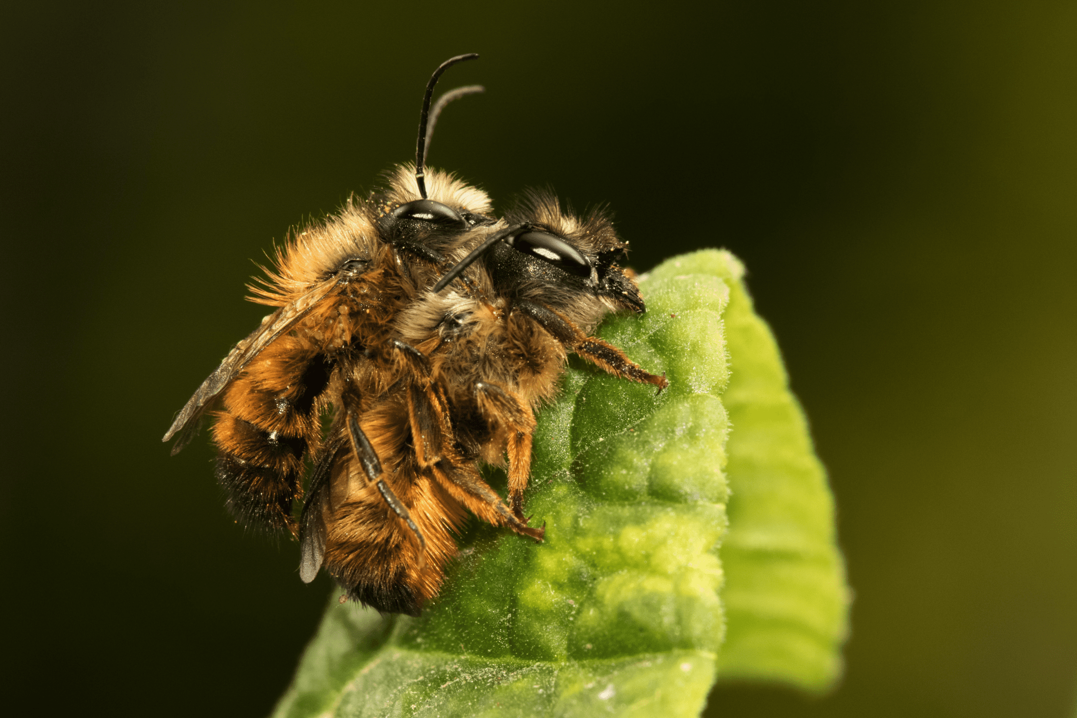 Hind Legs Keep Bees Coupled in Midair — Biological Strategy — AskNature