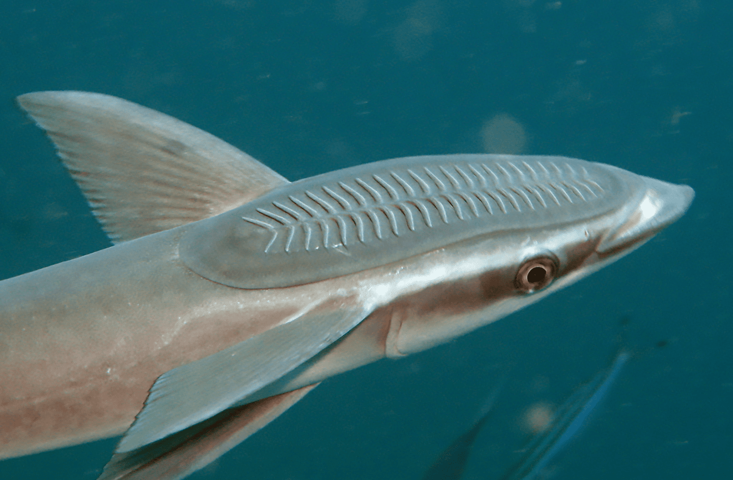 The Versatile Grip of Remoras’ Suction Discs — Biological Strategy ...