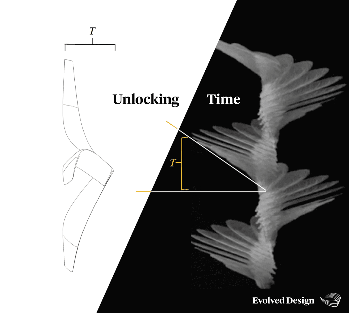 Evolved_Design — AskNature