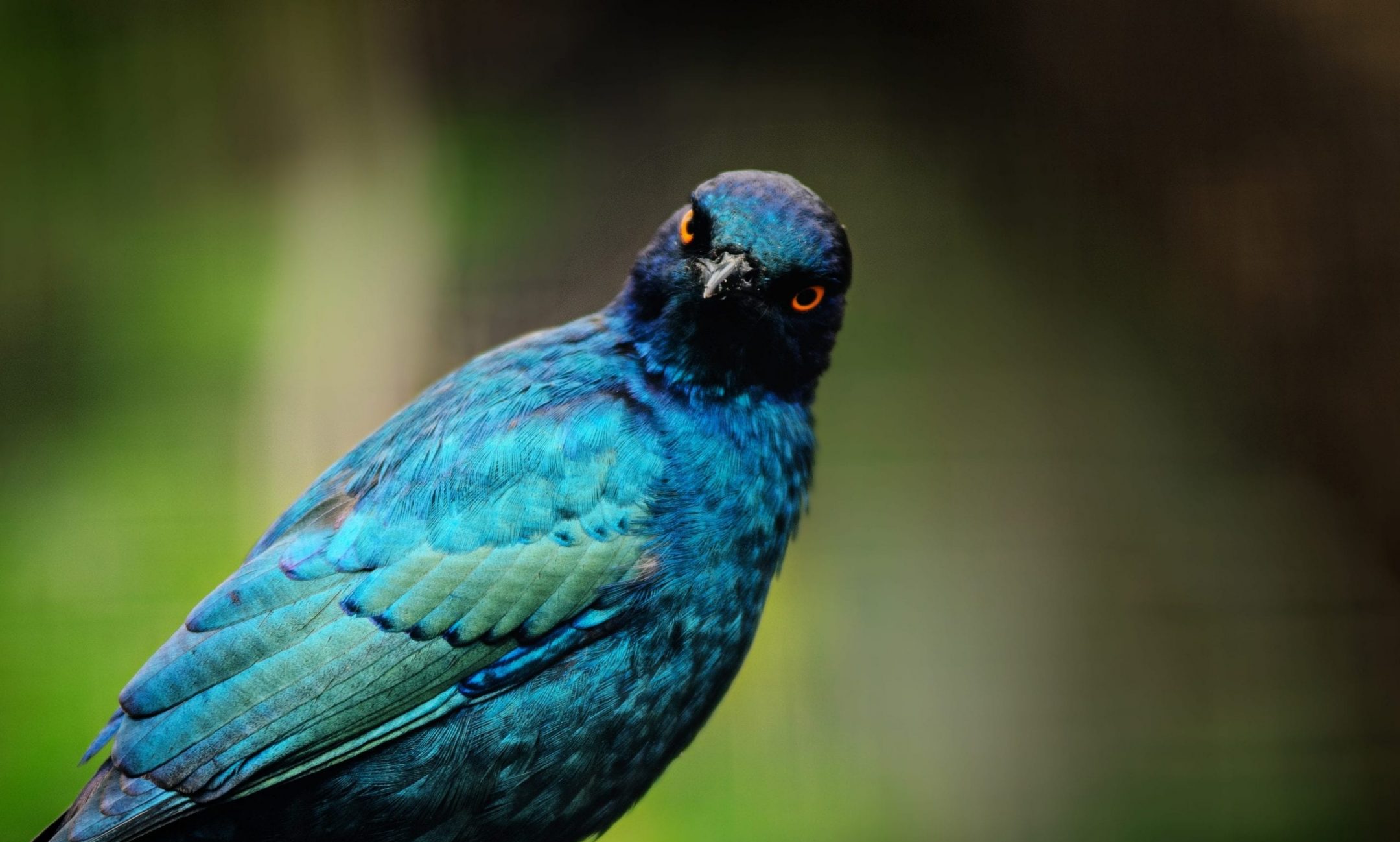 Enzyme Quickly Metabolizes Alcohol — Biological Strategy — AskNature