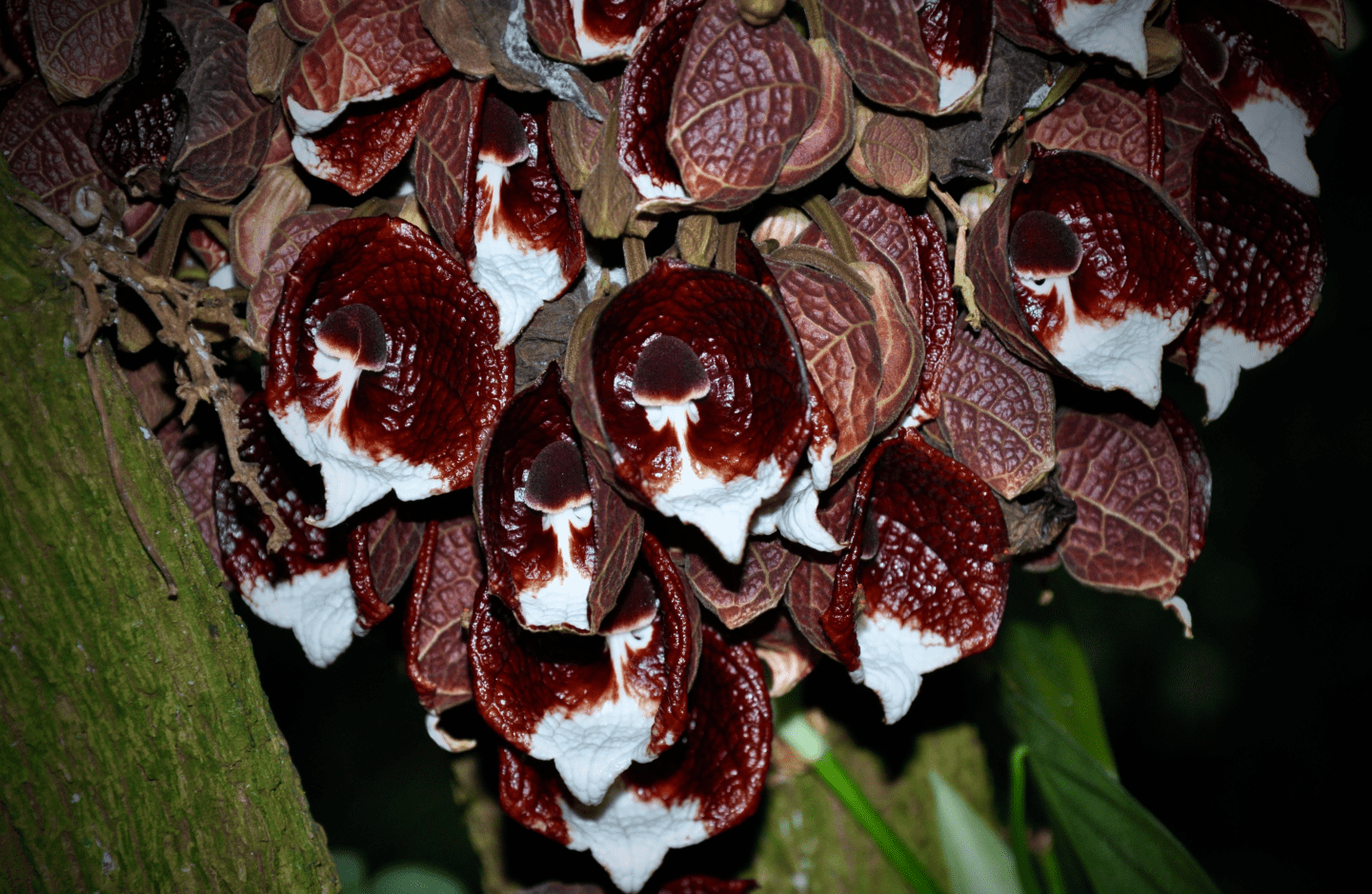 Flowers Deceptively Mimic Fungi — Biological Strategy — AskNature