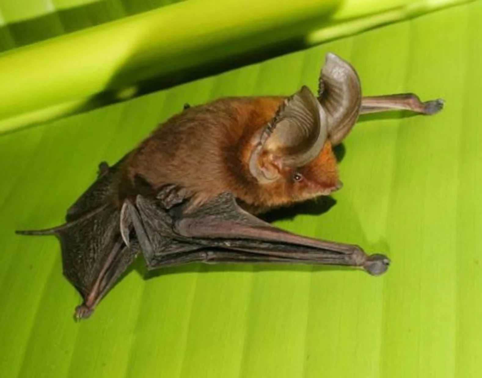 Pads Attach to Smooth Surfaces — Biological Strategy — AskNature