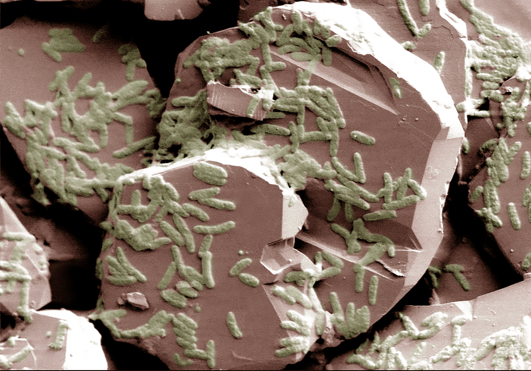 Bacteria Reduce Iron Oxide — Biological Strategy — AskNature