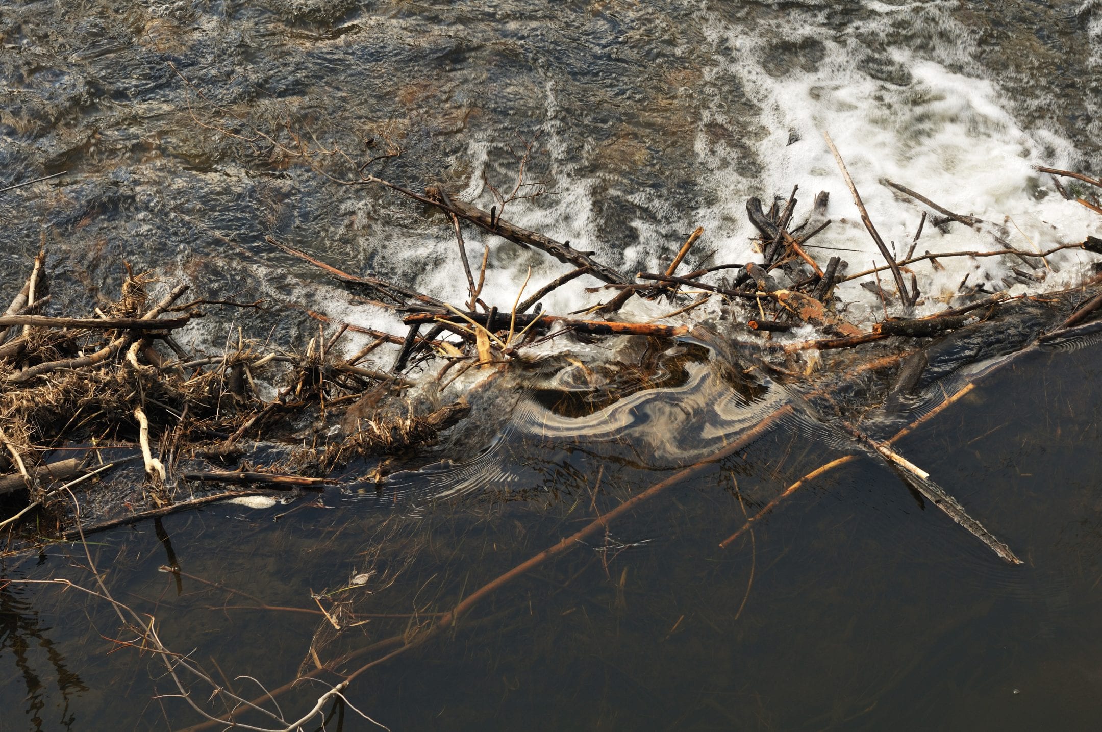 Beavers Remodel Land and Stream Ecosystems — Biological Strategy ...
