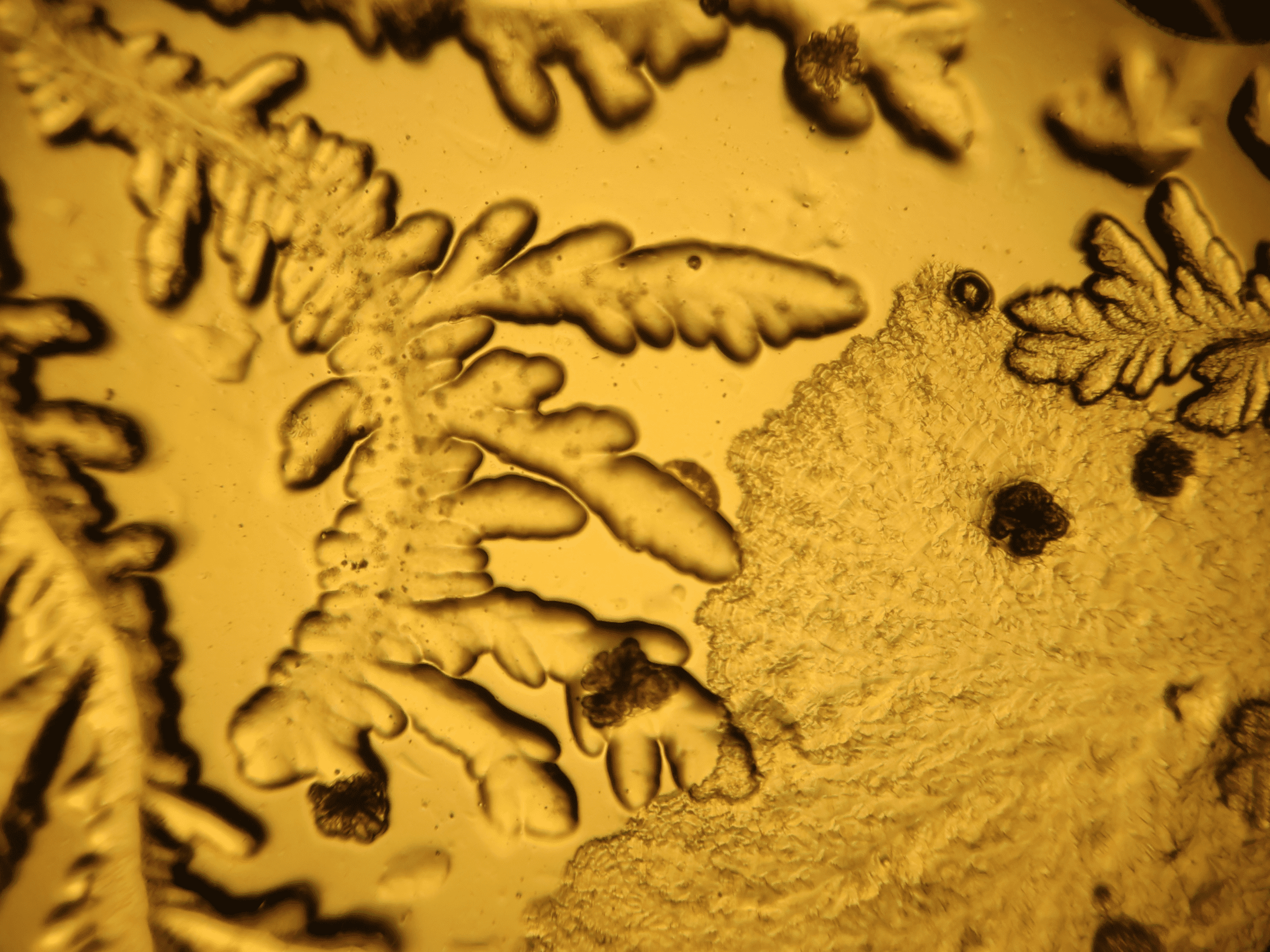 Spores Provide Dormancy at High Temperature — Biological Strategy ...