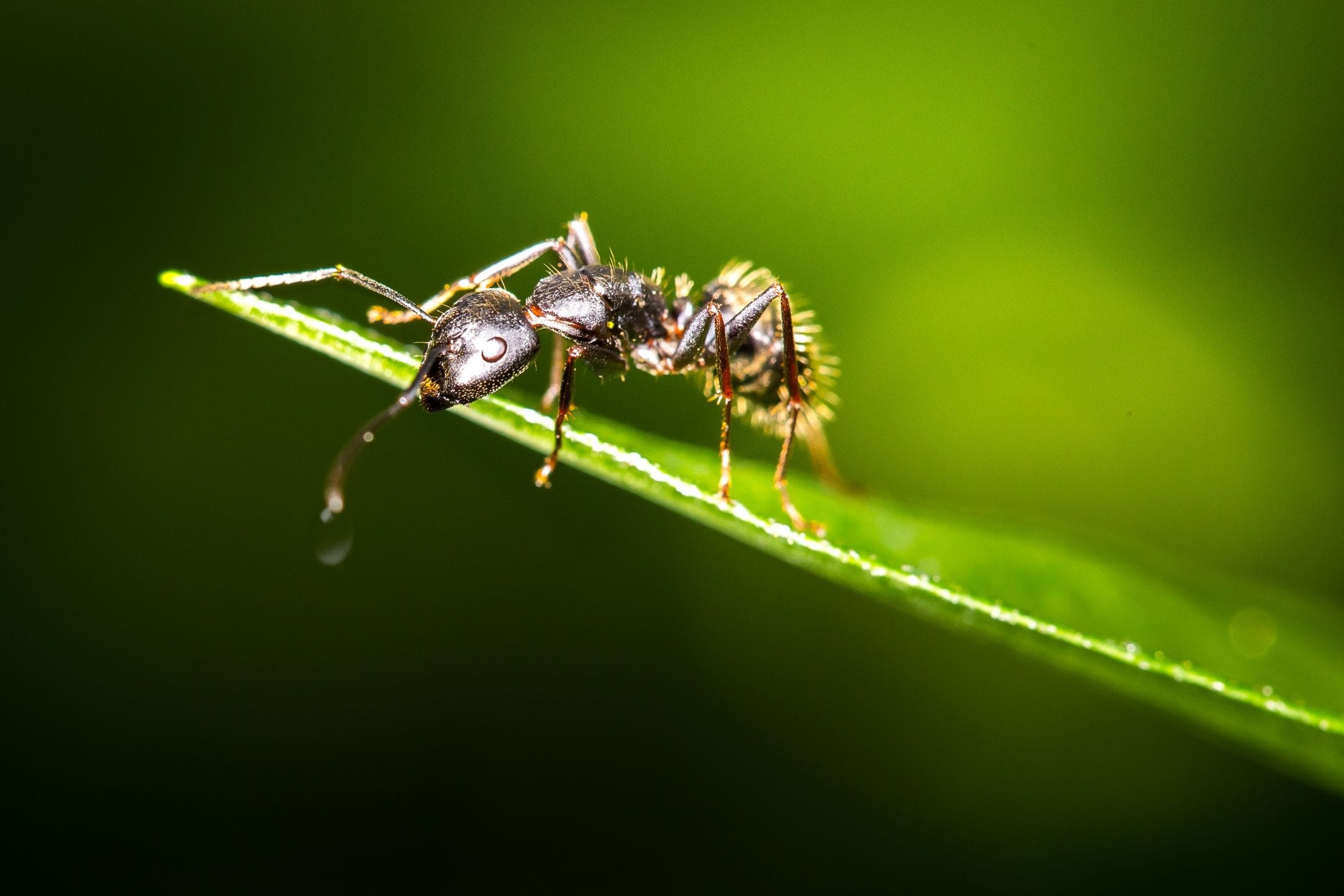 Plant Provides Housing for Many Species — Biological Strategy — AskNature