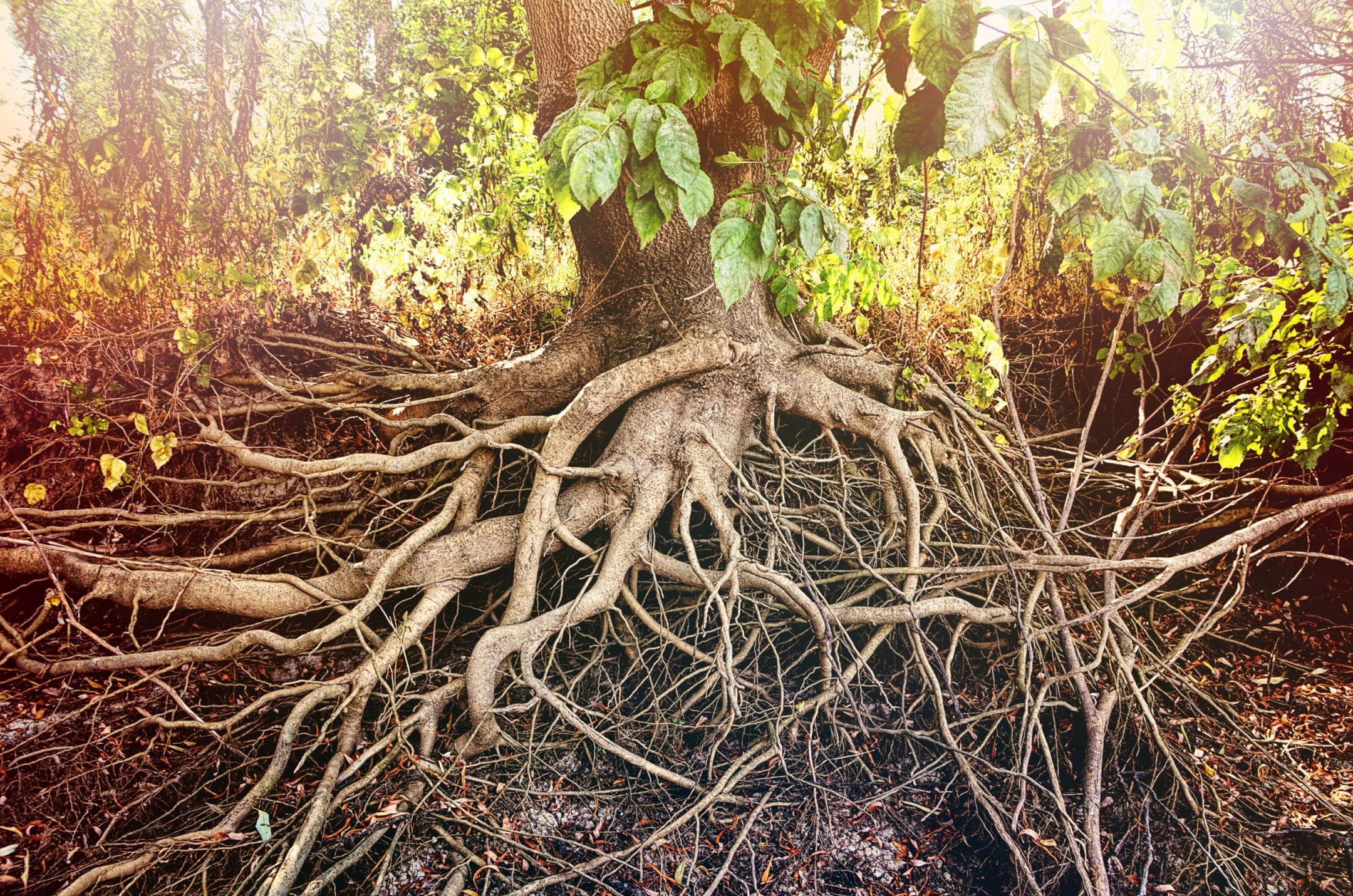 How Does Nature Encourage Resilience? — Collection — AskNature
