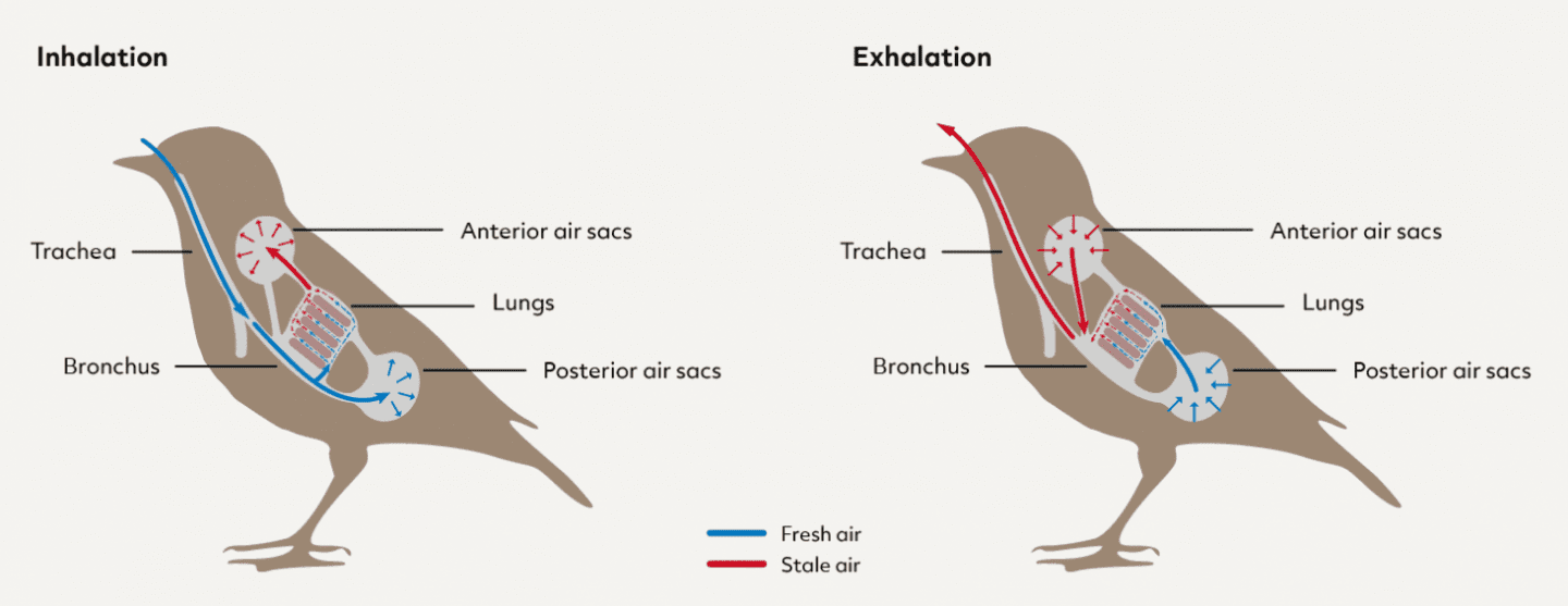 How Air Sacs Power Lungs in Birds’ Respiratory System — Biological ...