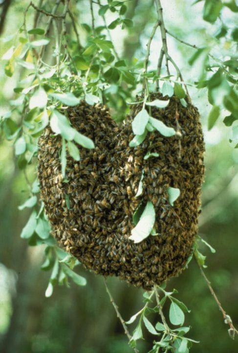 Quorum Determines New Hive Site — Biological Strategy — AskNature