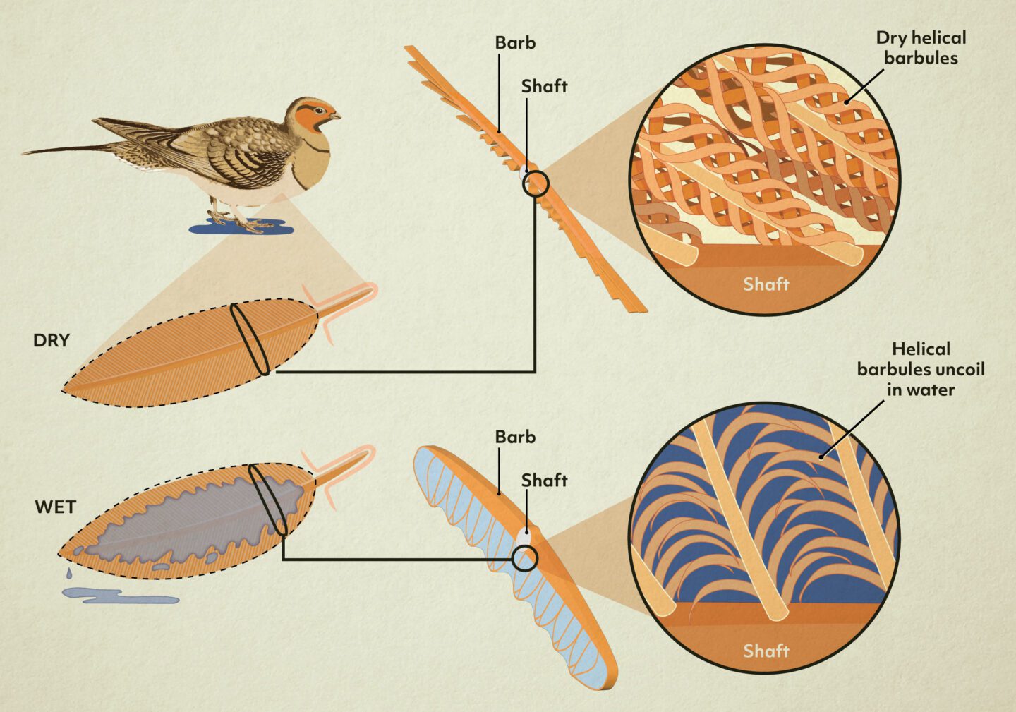 Ultra-absorbent Feather Structure Carries Water — Biological Strategy ...