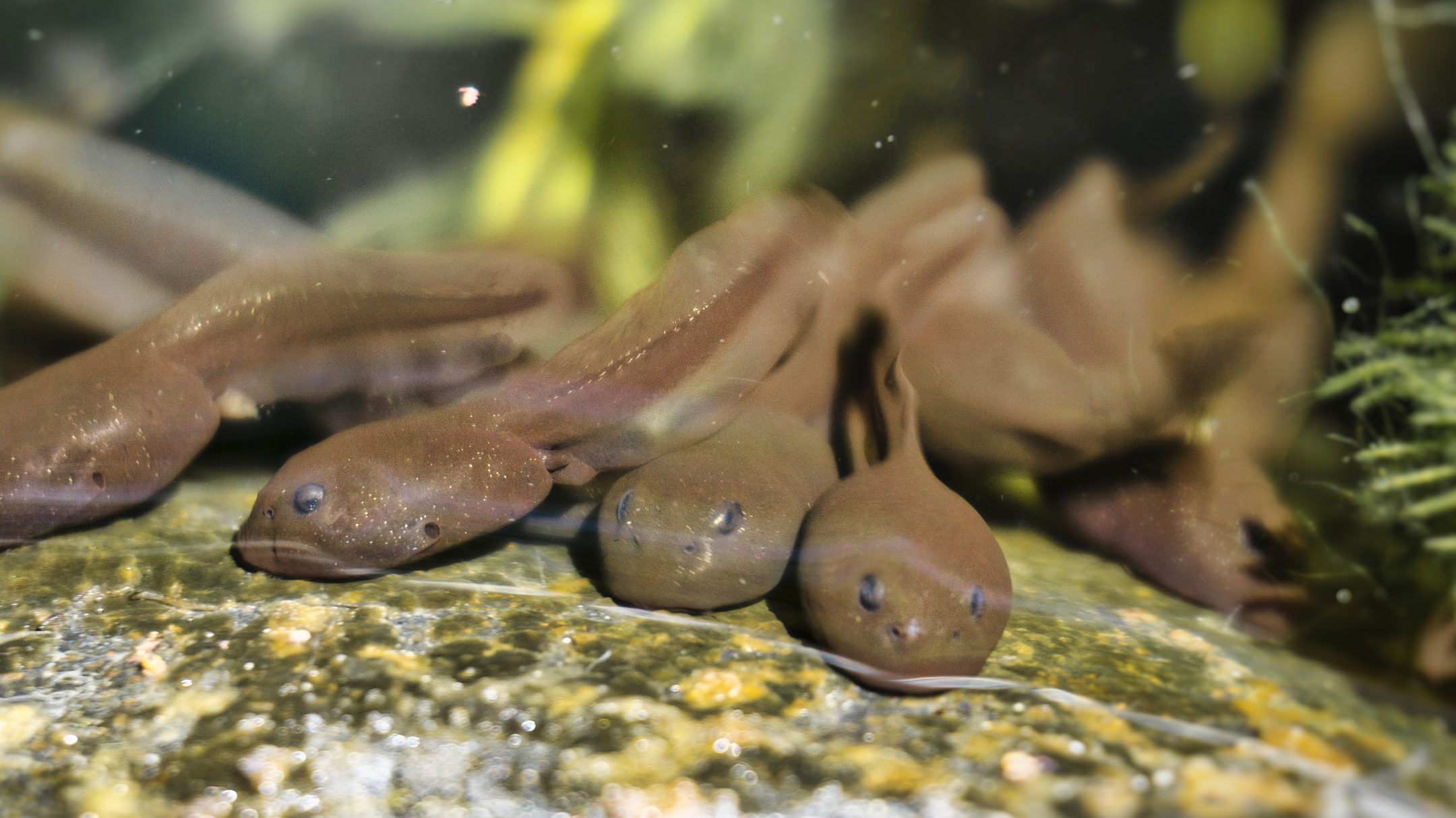 Tadpole