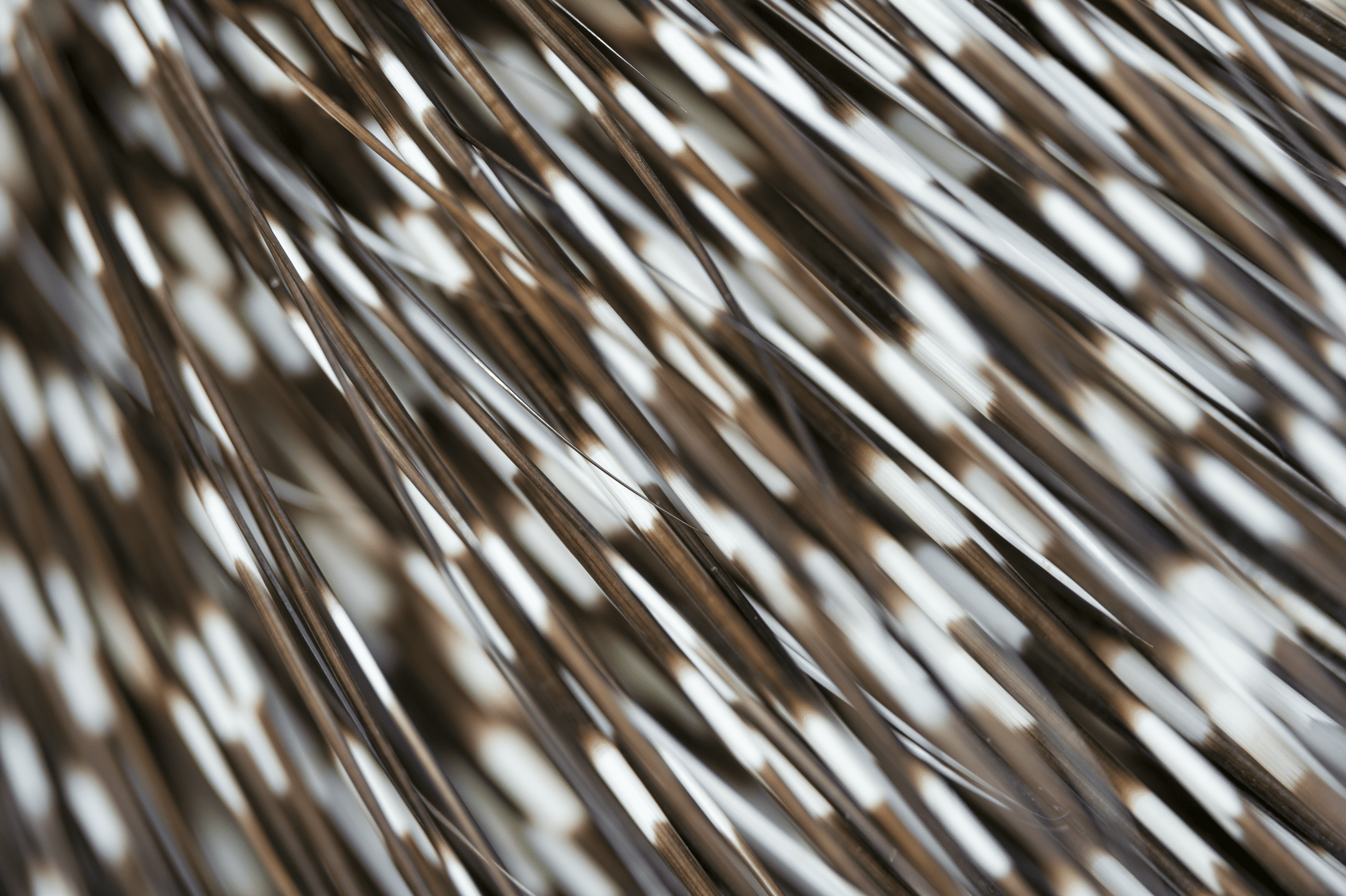 Quills Resist Buckling — Biological Strategy — AskNature